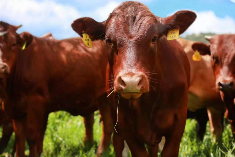 News | Read our latest Sparta Beef news.